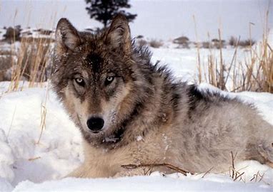 They’re Afraid of the “Big, Bad Wolf” (and Grizzlies) | The Endangered ...